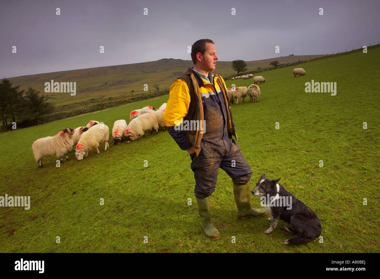 Dartmoor farmer Colin Abel with his sheep near Tavistock in Devon Stock ...