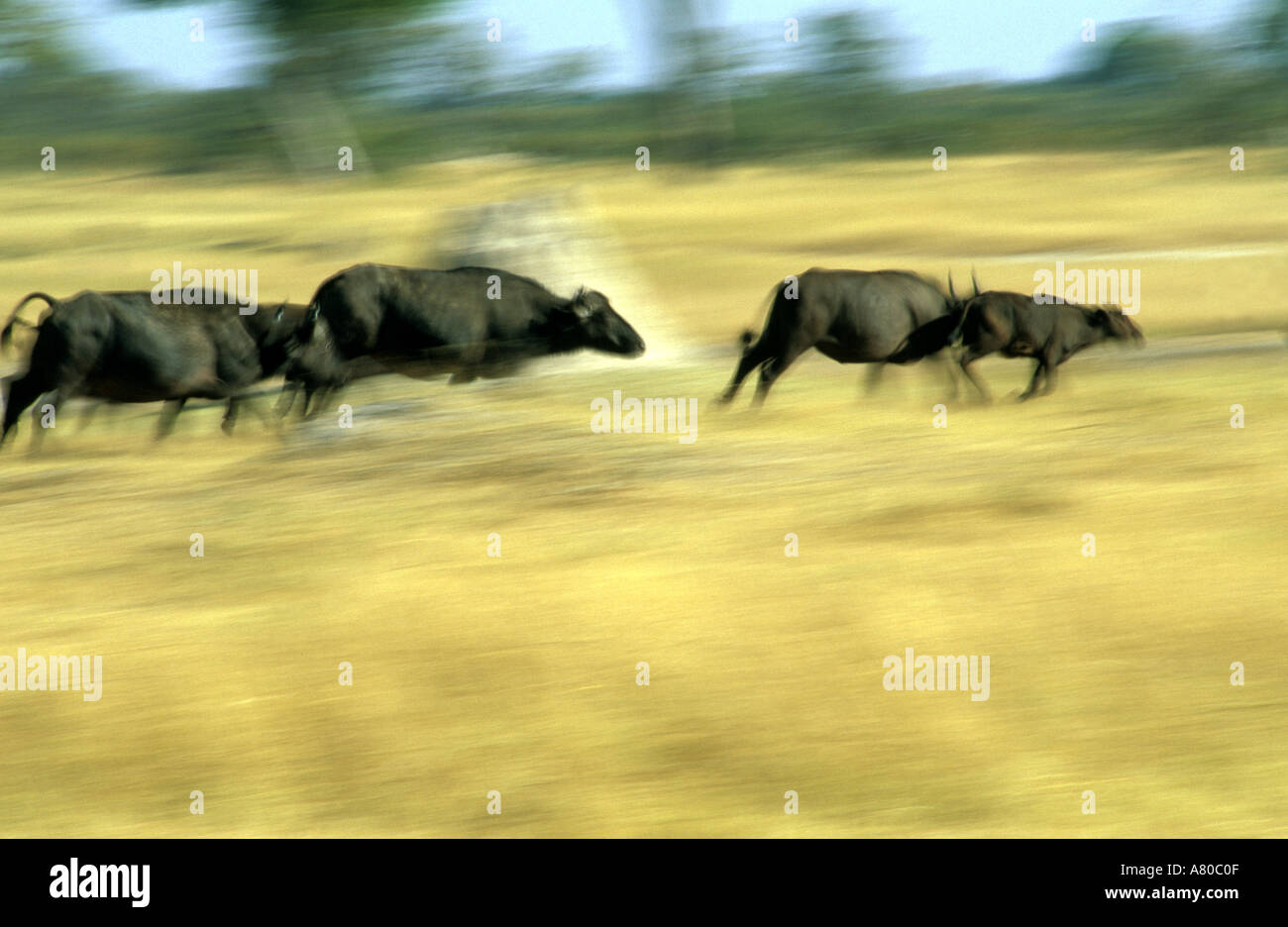 Cape buffalo herd running hi-res stock photography and images - Alamy