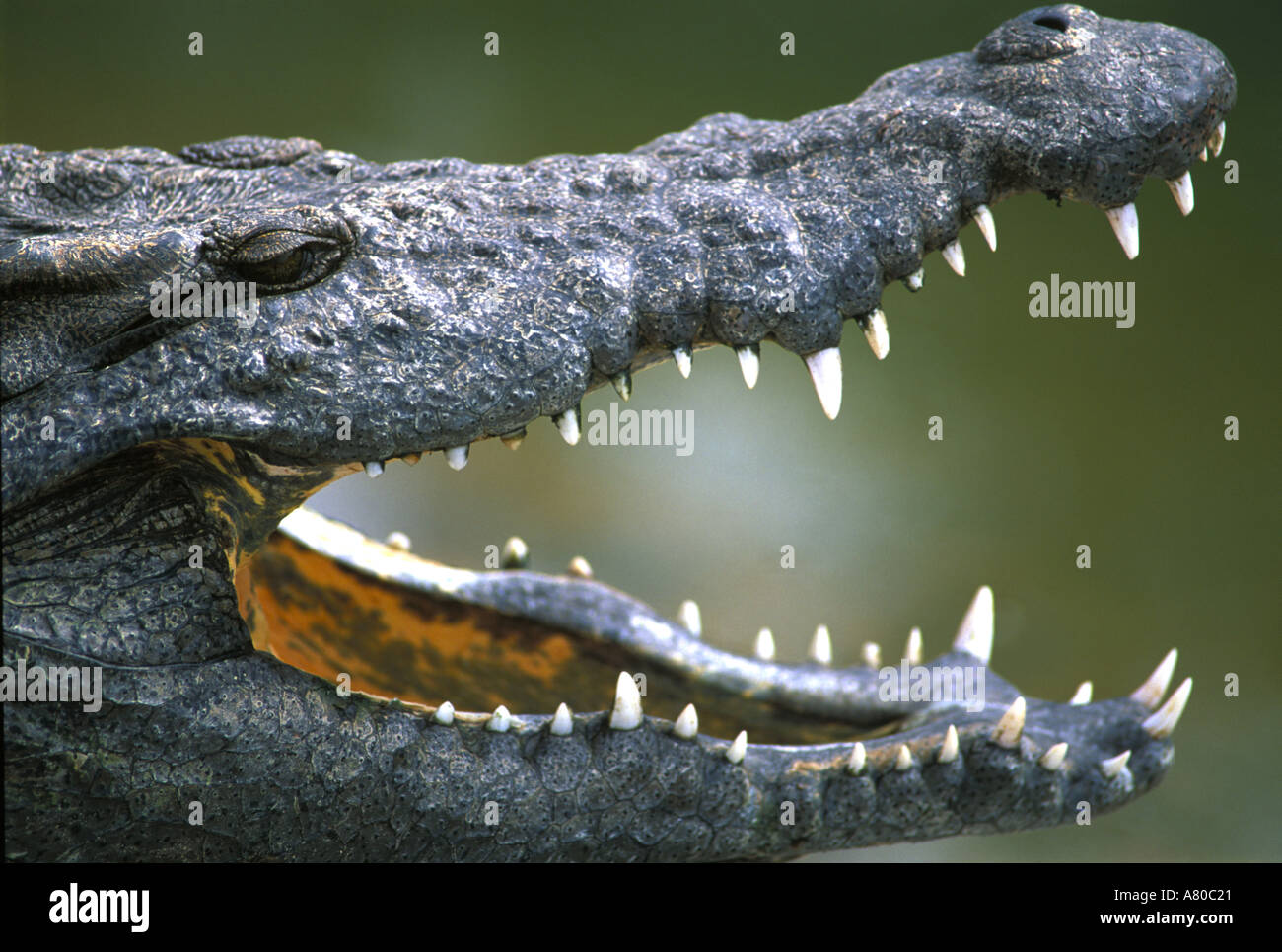 Pointed crocodile hi-res stock photography and images - Alamy