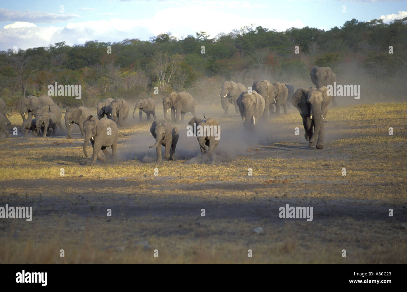 African elephant mass hi-res stock photography and images - Alamy