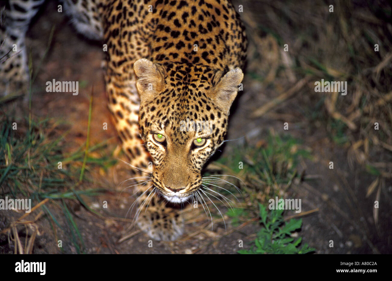 Leopard at night Kruger South Africa Stock Photo - Alamy
