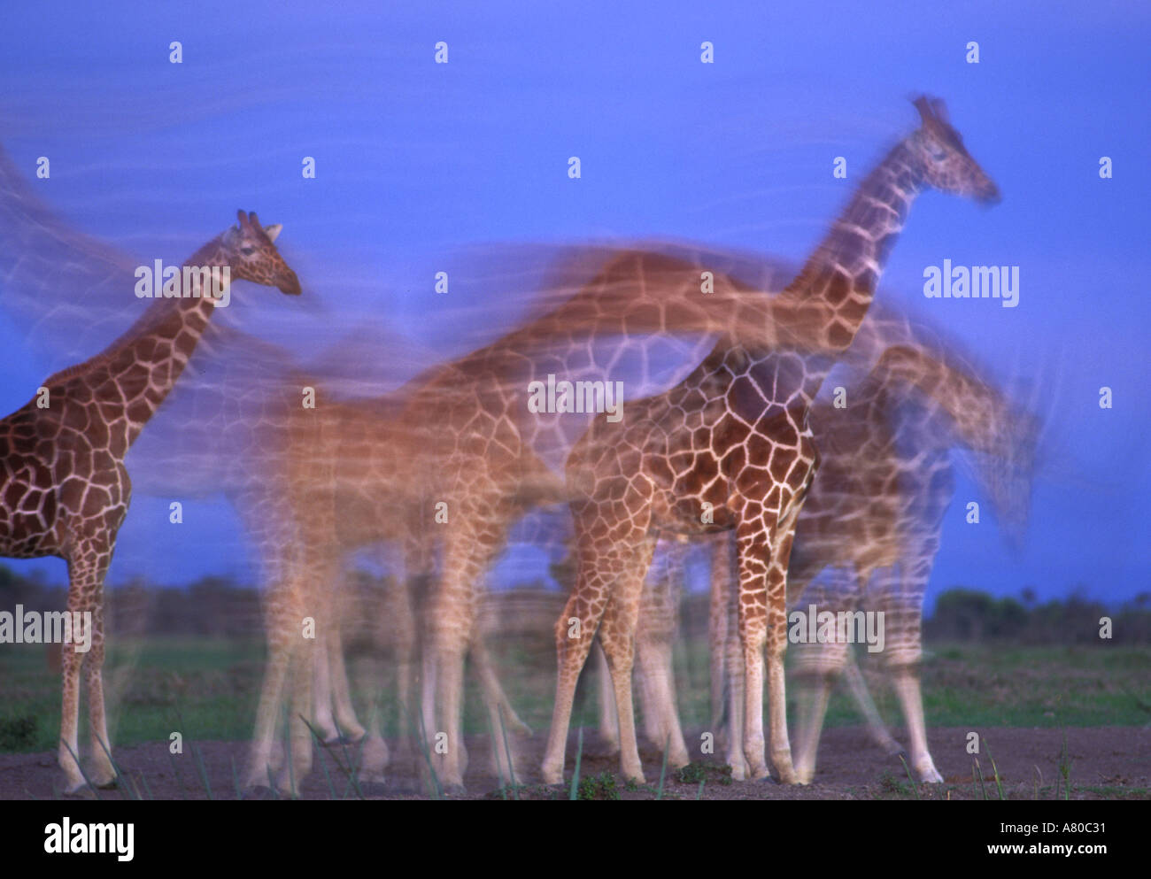 Giraffe herd move hi-res stock photography and images - Alamy