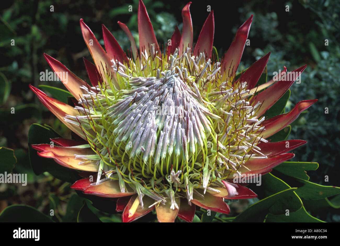 King protea flower national flower South Africa Stock Photo - Alamy