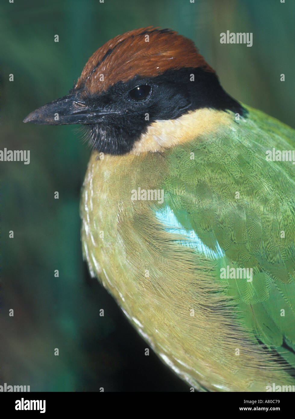 Portrait of a bird hi-res stock photography and images - Alamy