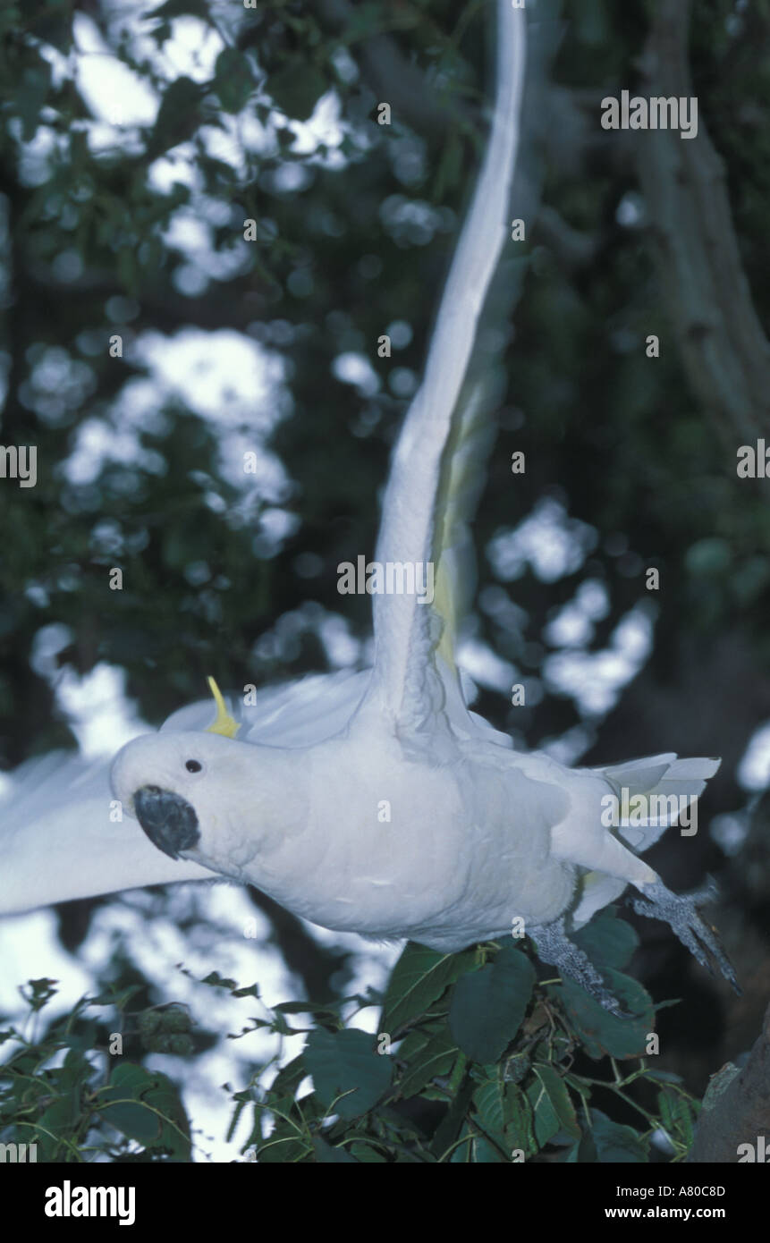 Cockatoo flight hi-res stock photography and images - Alamy