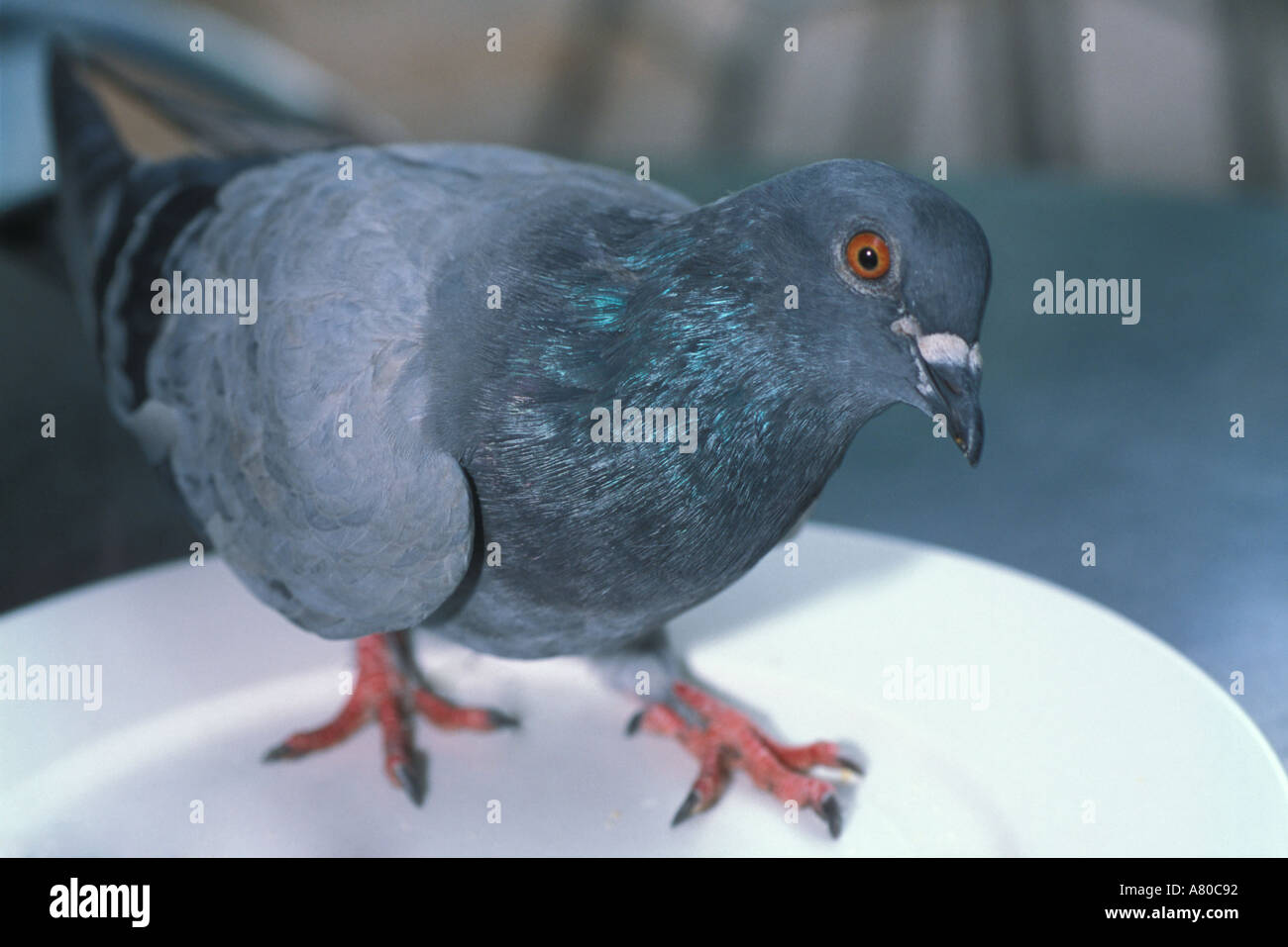 A pigeon eating from plate Stock Photo - Alamy