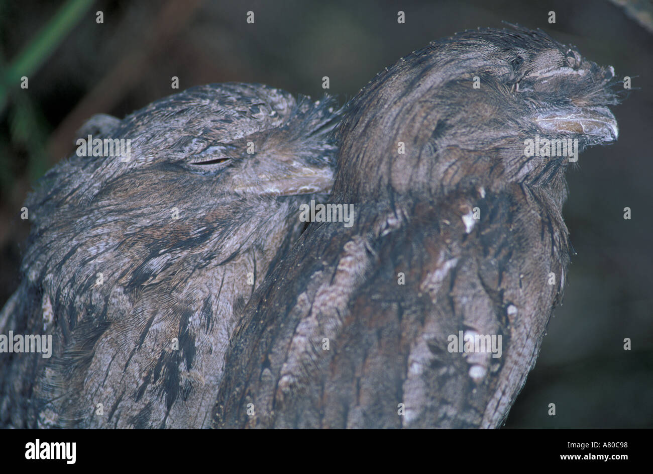 Two Tawny Frogmouth birds Australia Stock Photo - Alamy