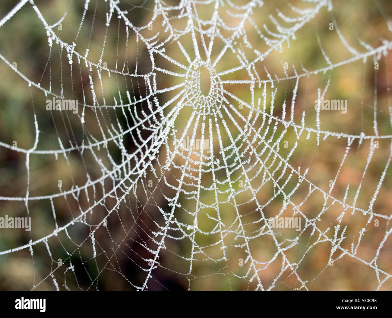 A frozen spider's web in a forest in Ireland Stock Photo - Alamy