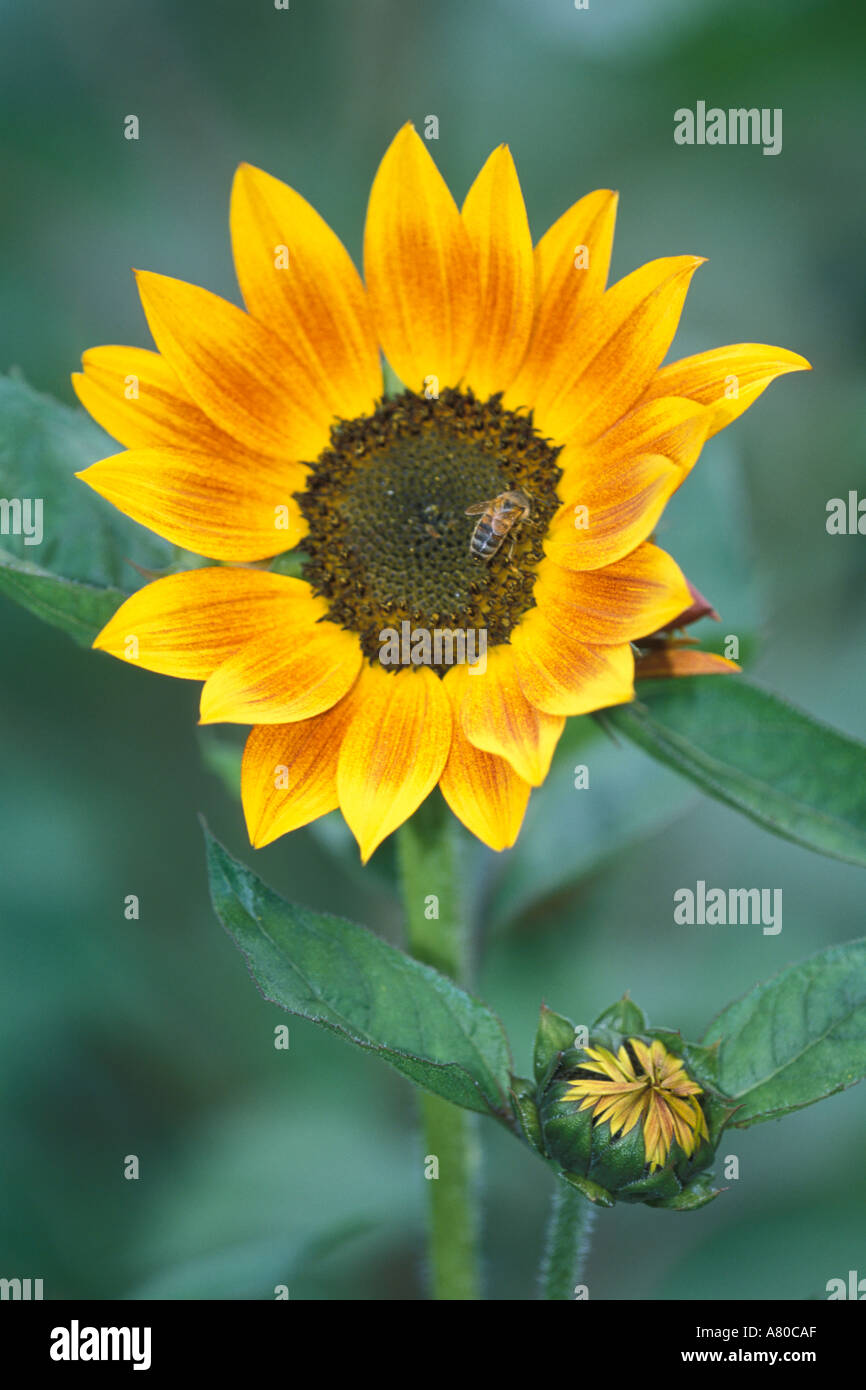 Open golden sunflower head Stock Photo - Alamy