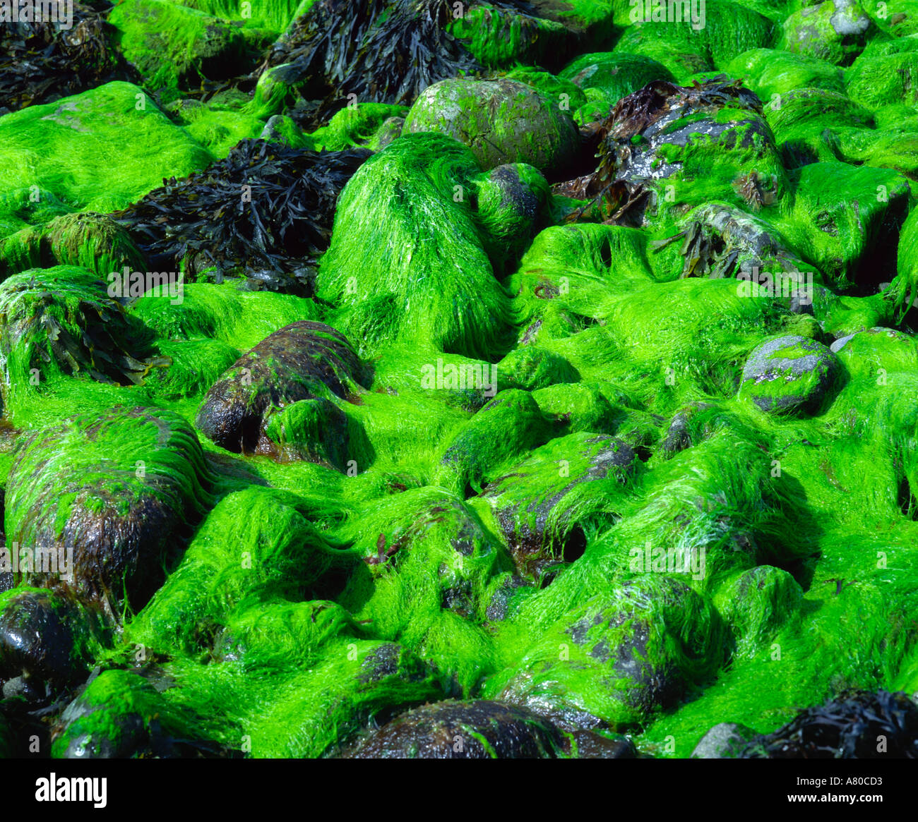 Seaweed Isle of Skye Highlands Scotland Stock Photo - Alamy
