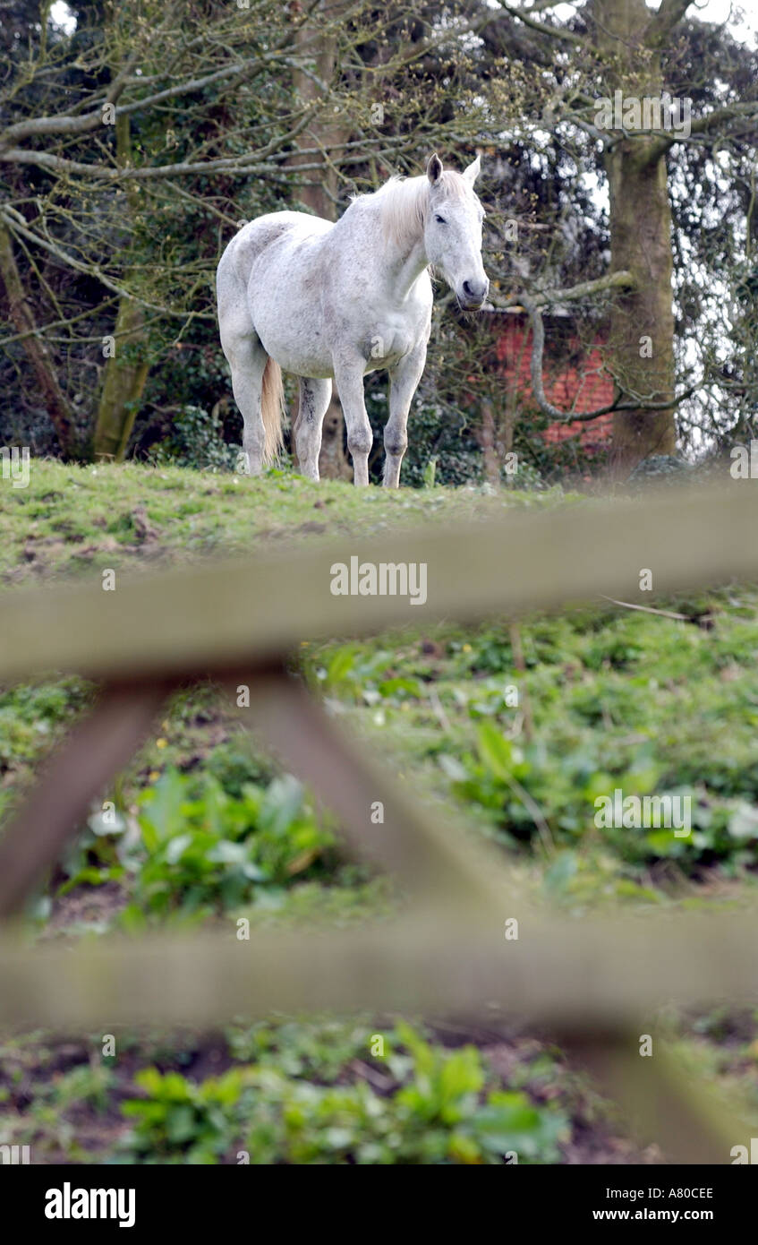 A Horse in a gated field England UK Stock Photo - Alamy