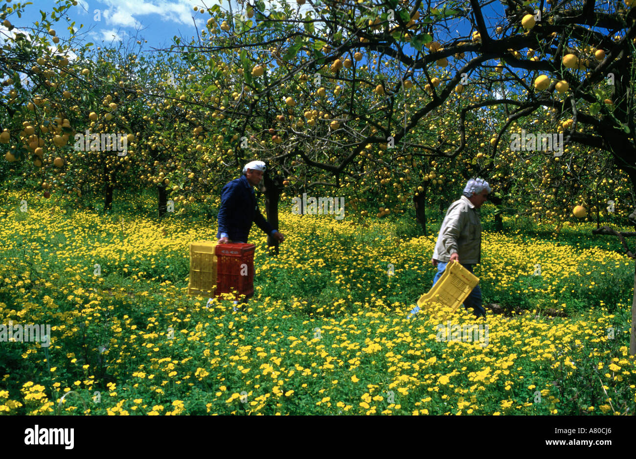 Italy, Sicily, lemon tree fields Stock Photo - Alamy