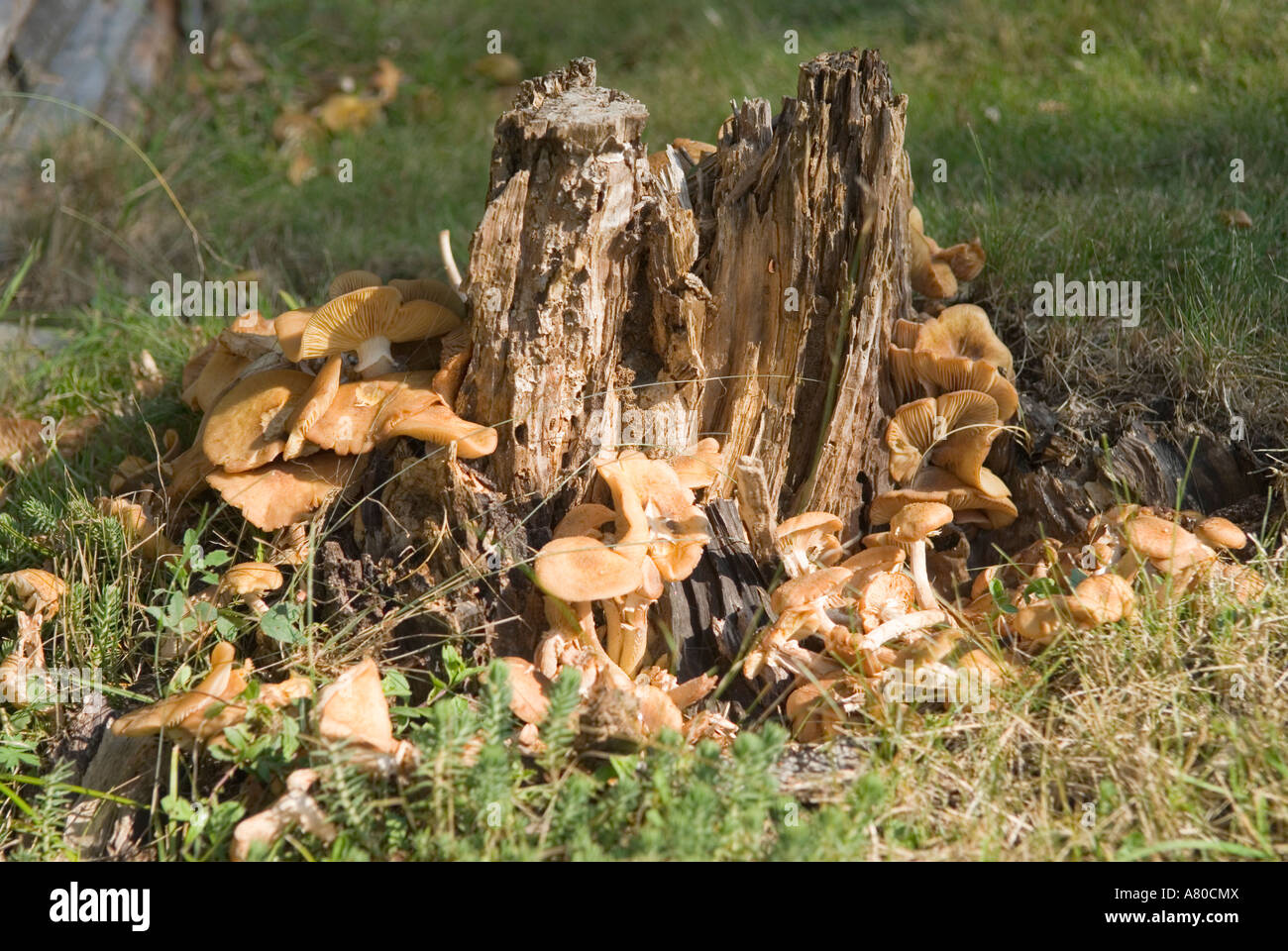 Stump with fungus Stock Photo - Alamy