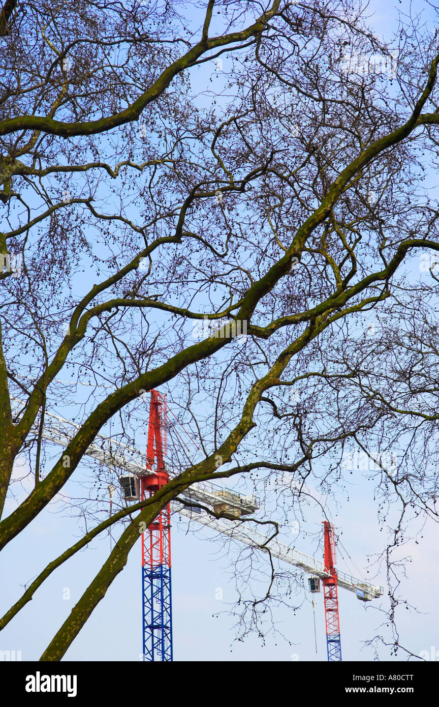 Plane trees in winter without leaves with construction cranes seen ...