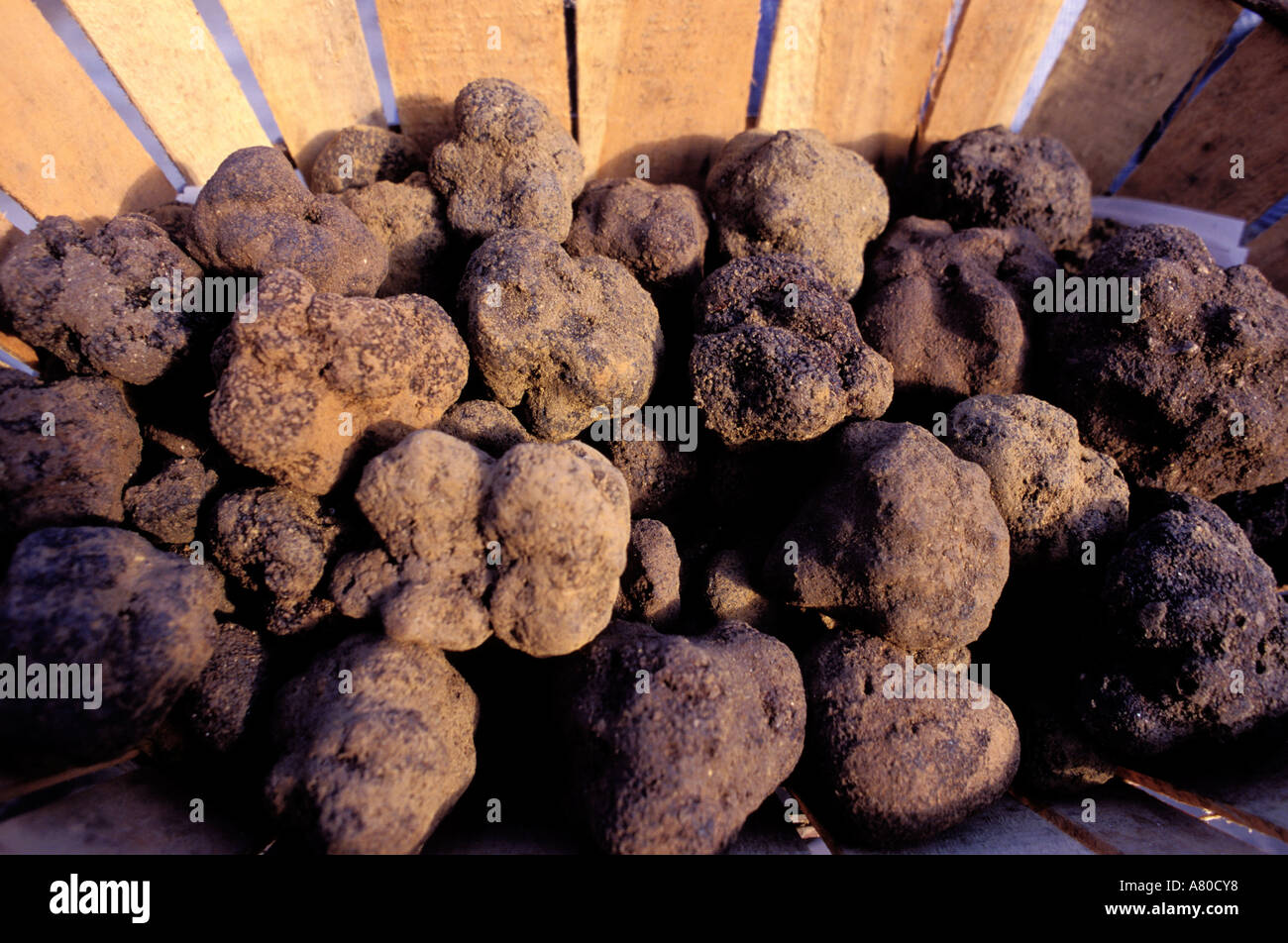 Truffle Production High Resolution Stock Photography and Images - Alamy