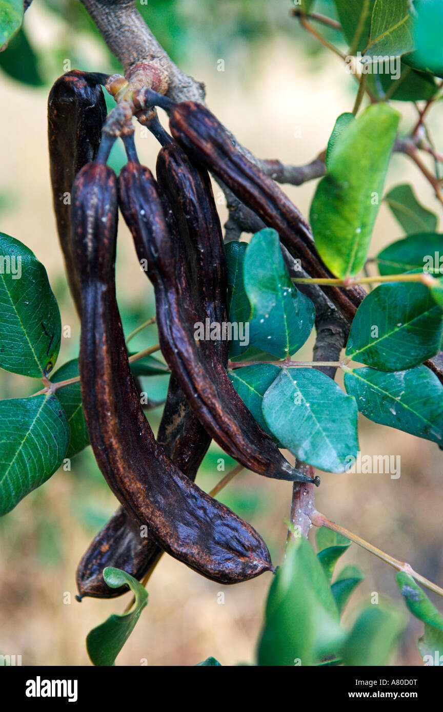Locust beans growing on Carob tree Ceratonia siliqua Stock Photo - Alamy