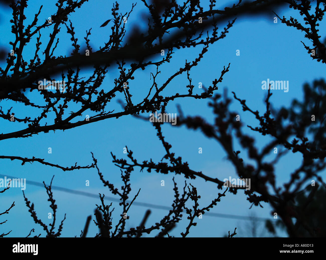 the branches of a tree Stock Photo - Alamy