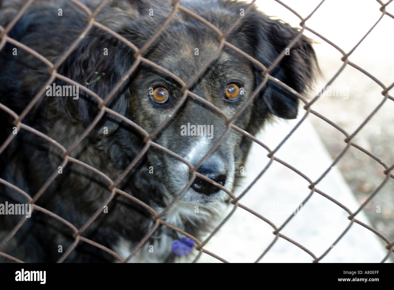 Police dog camera hi-res stock photography and images - Alamy