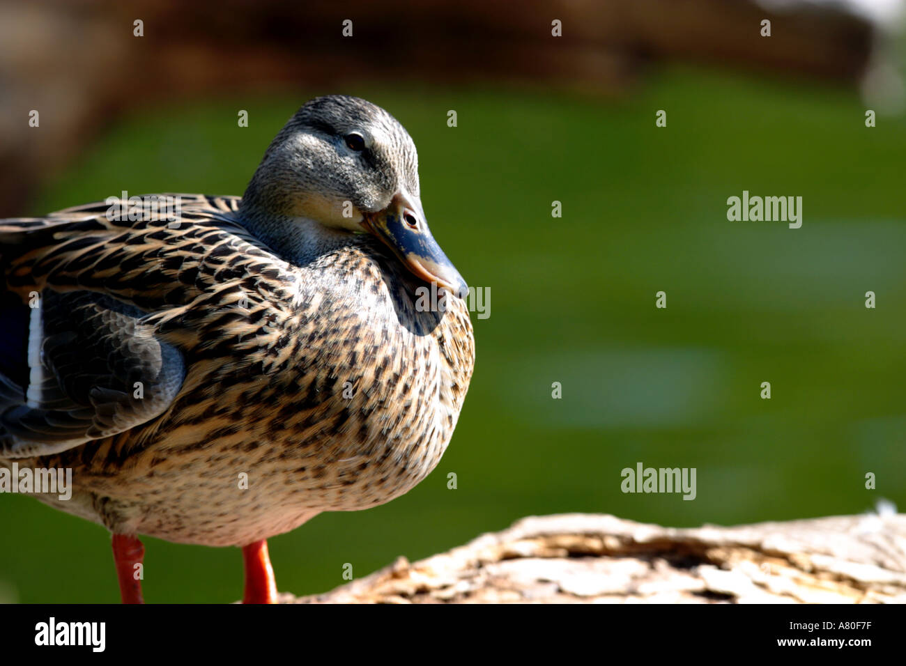 Most abundant duck species hi-res stock photography and images - Alamy