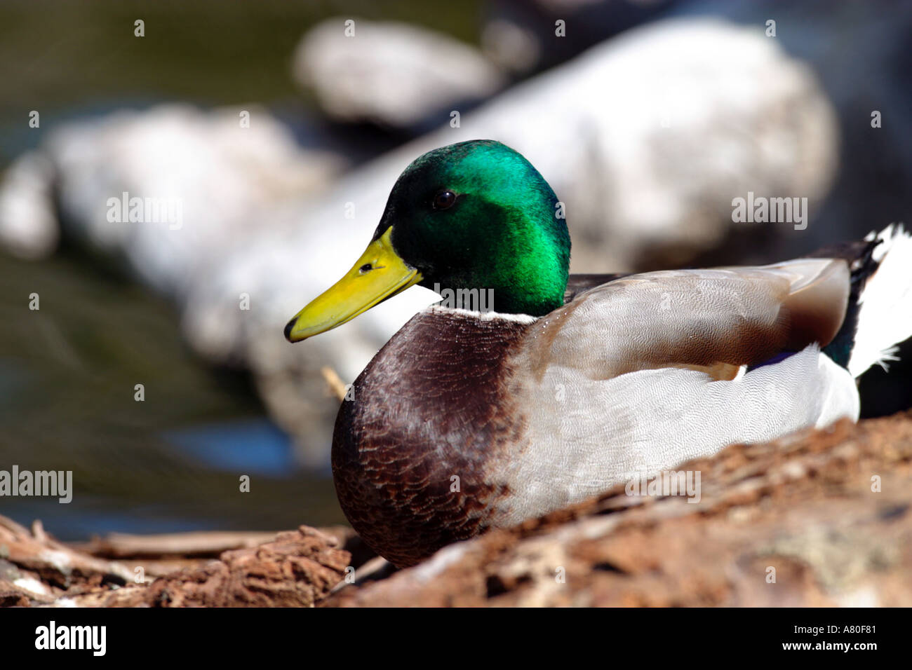 Most abundant duck species hi-res stock photography and images - Alamy
