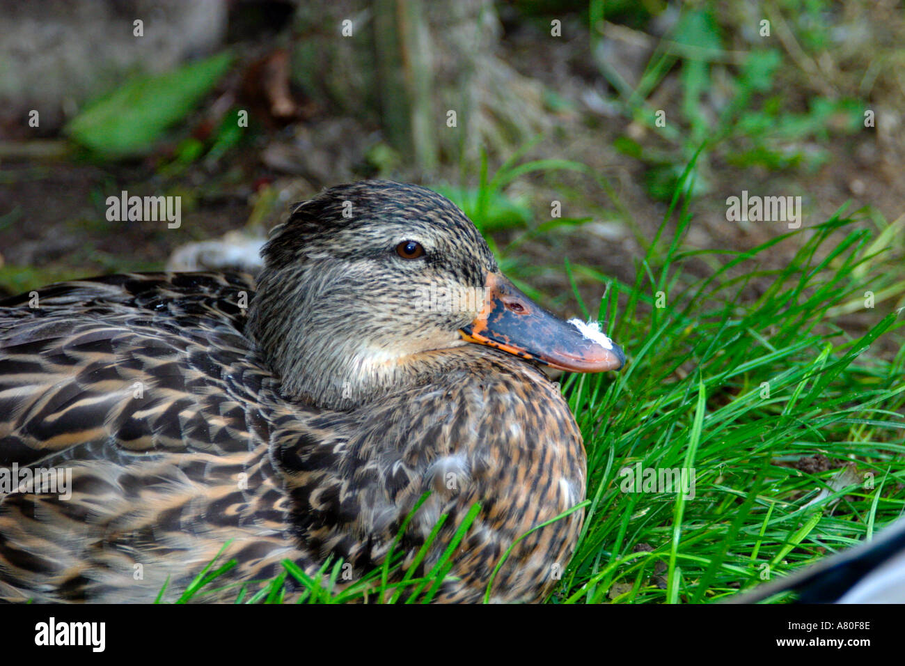 Mallard Female Duck Stock Photo - Alamy