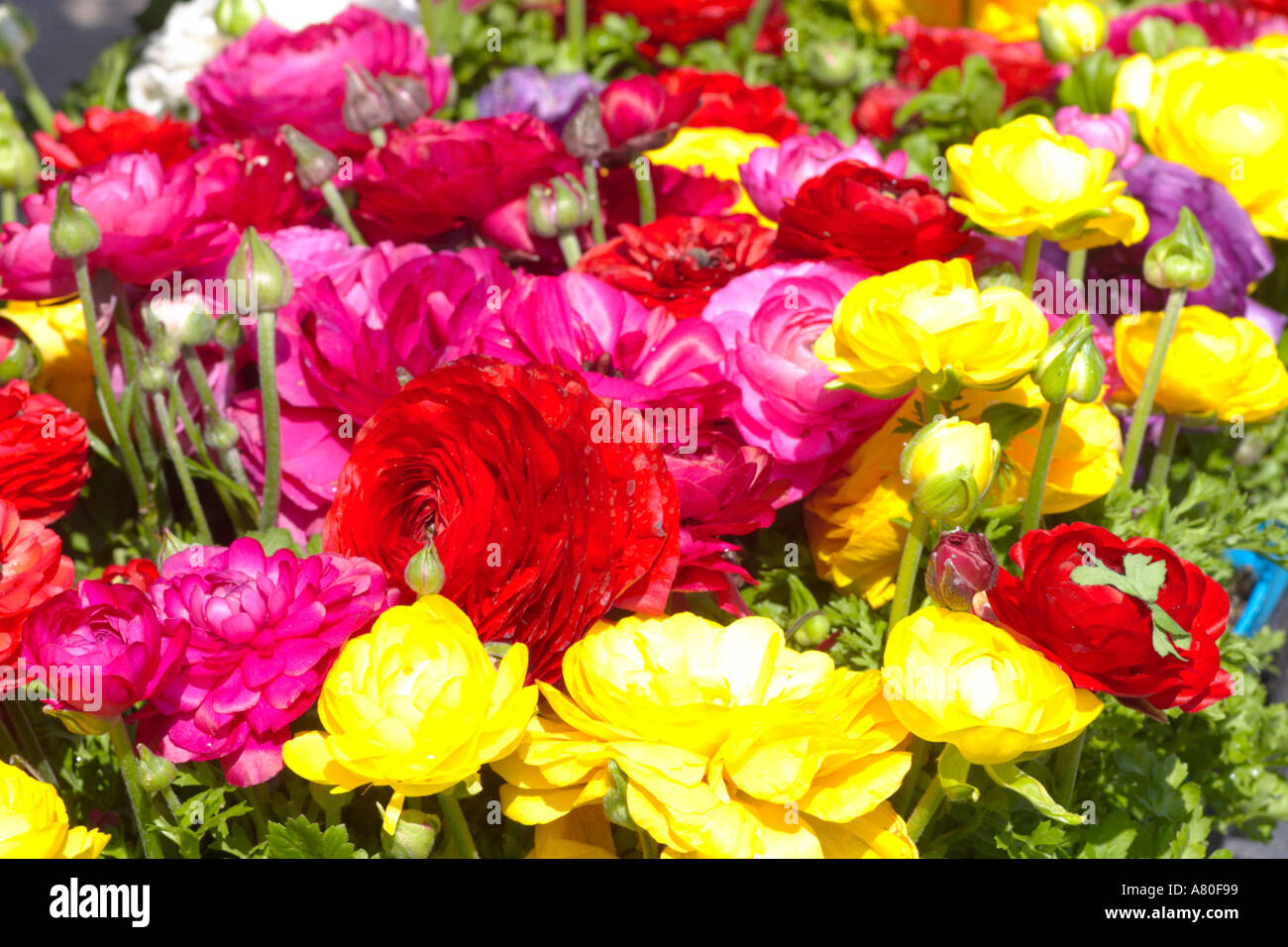 Rannunculus hi-res stock photography and images - Alamy