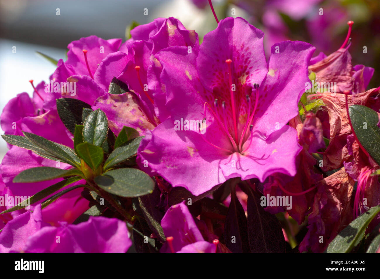 Formosa azalea hi-res stock photography and images - Alamy