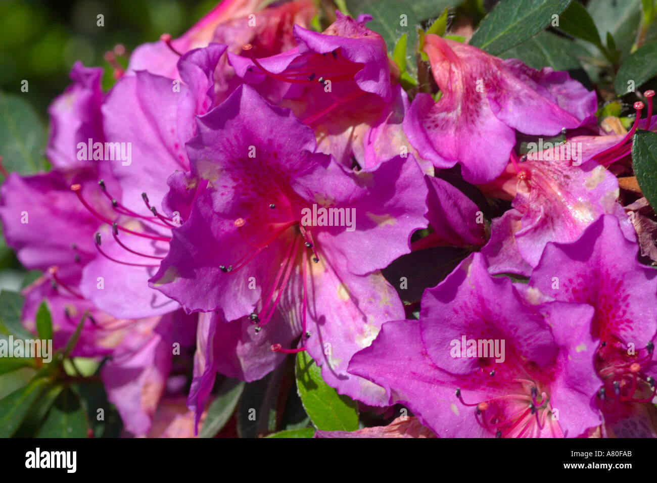Formosa Azalea High Resolution Stock Photography and Images - Alamy