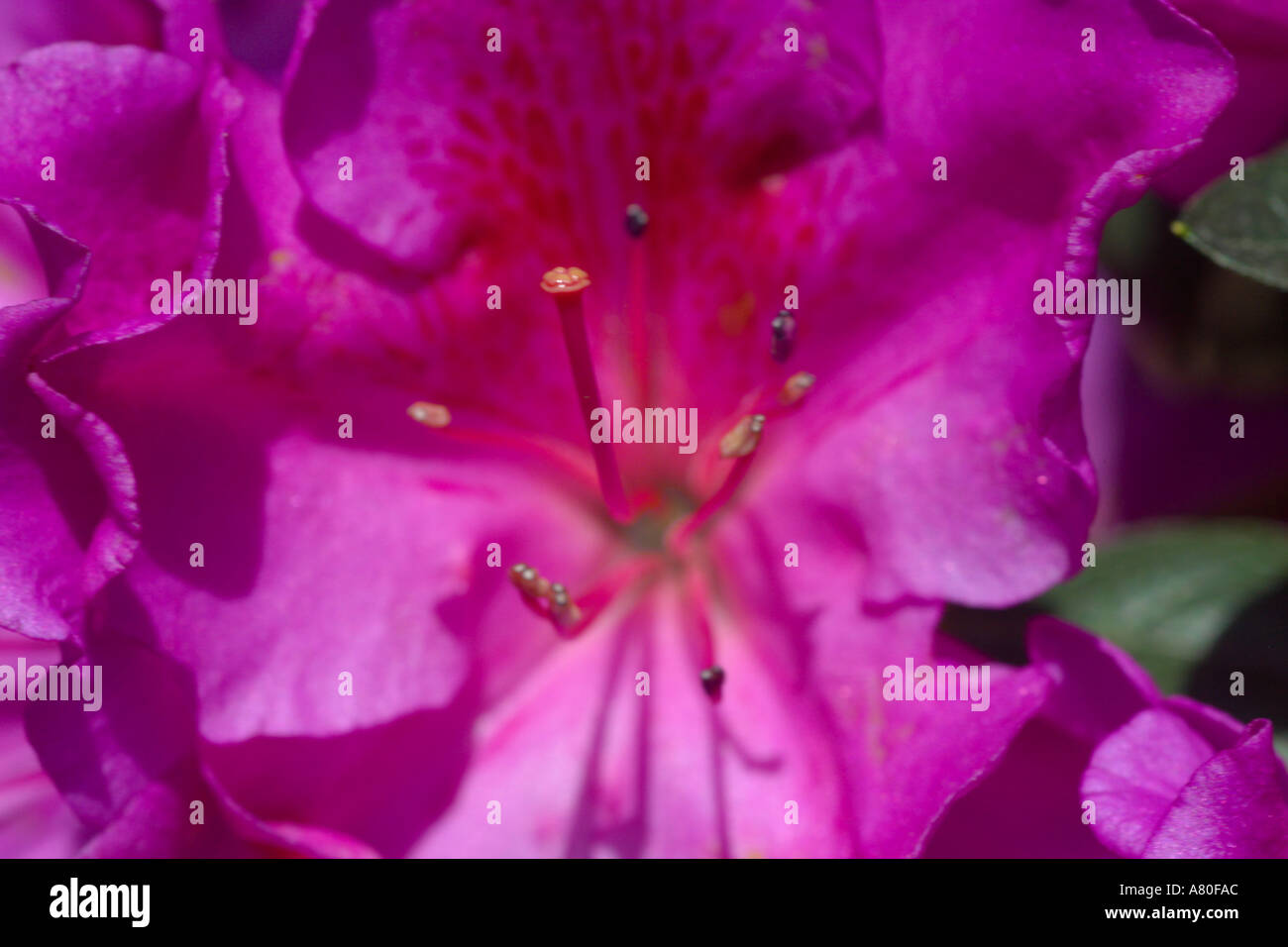 Formosa azalea hi-res stock photography and images - Alamy