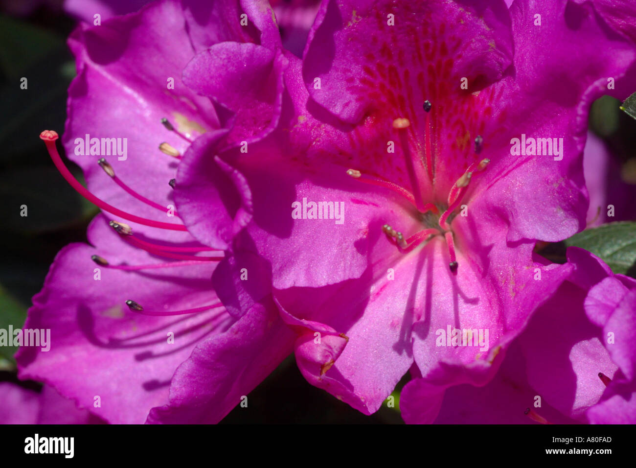 Formosa azalea hi-res stock photography and images - Alamy