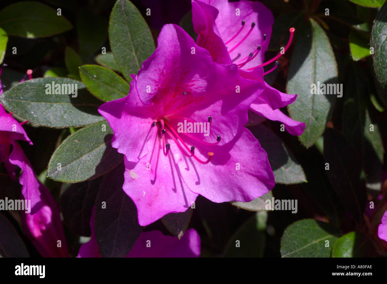 Formosa azalea hi-res stock photography and images - Alamy