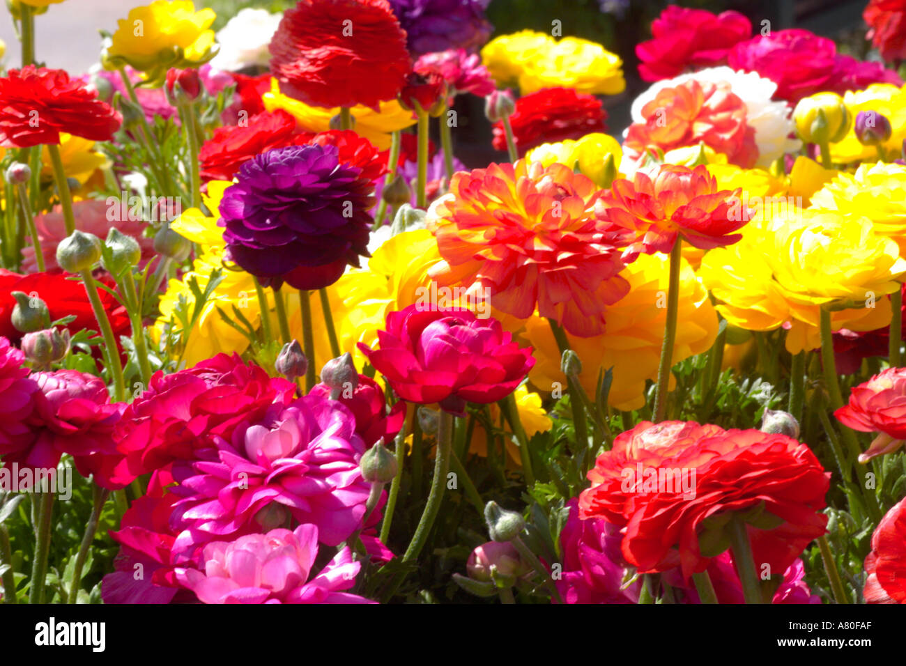 How to harvest ranunculus hi-res stock photography and images - Alamy