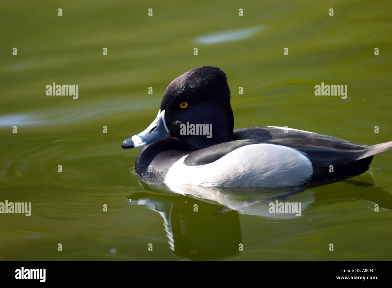 Banded duck hi-res stock photography and images - Alamy