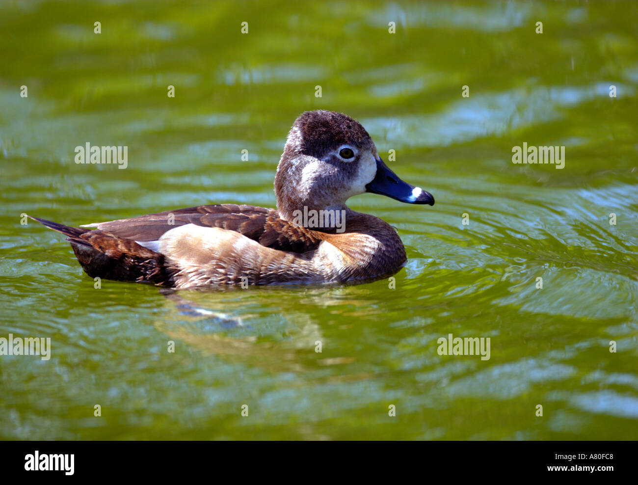 Ring necked Duck Female Stock Photo - Alamy