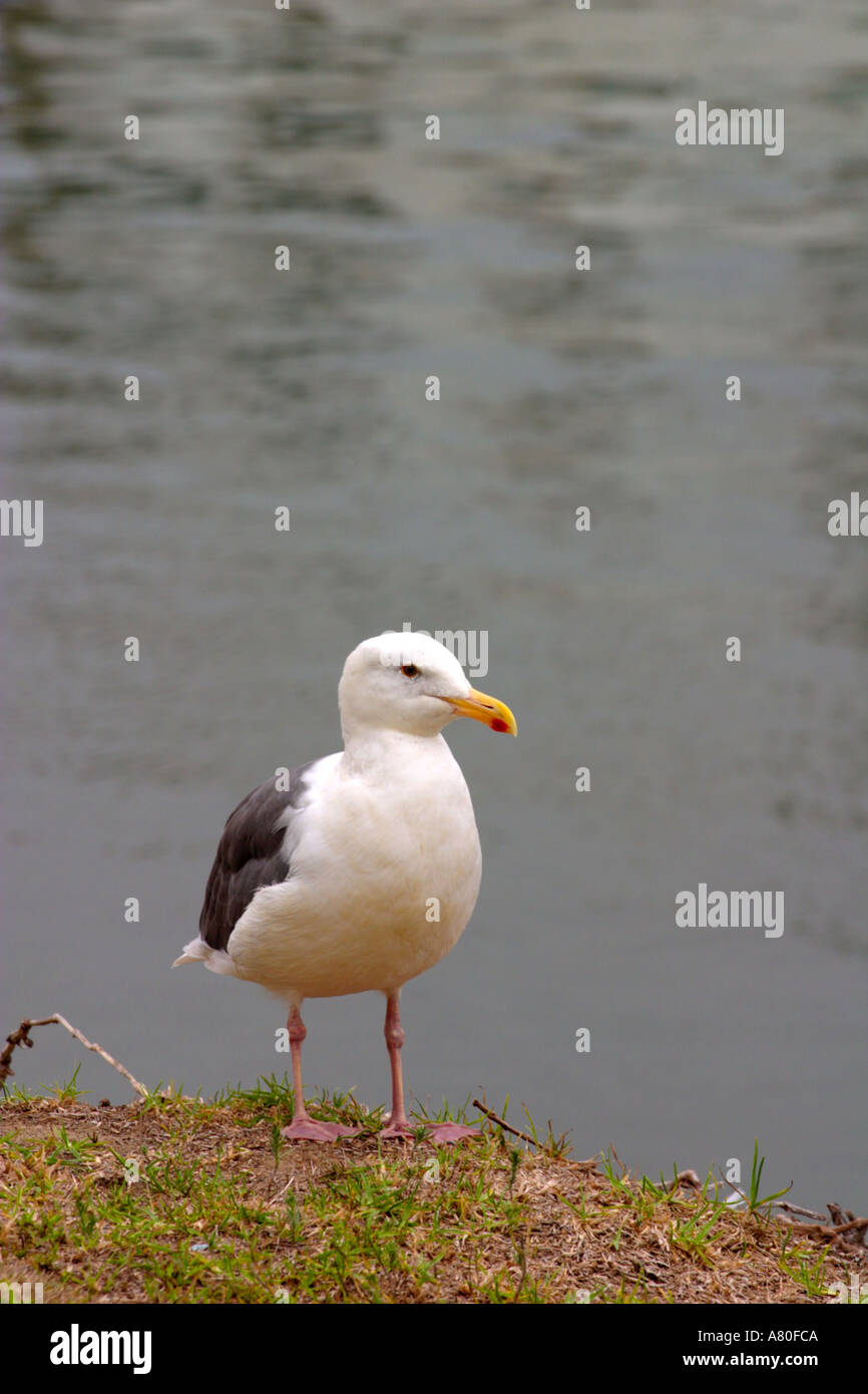 Subtermina hi-res stock photography and images - Alamy