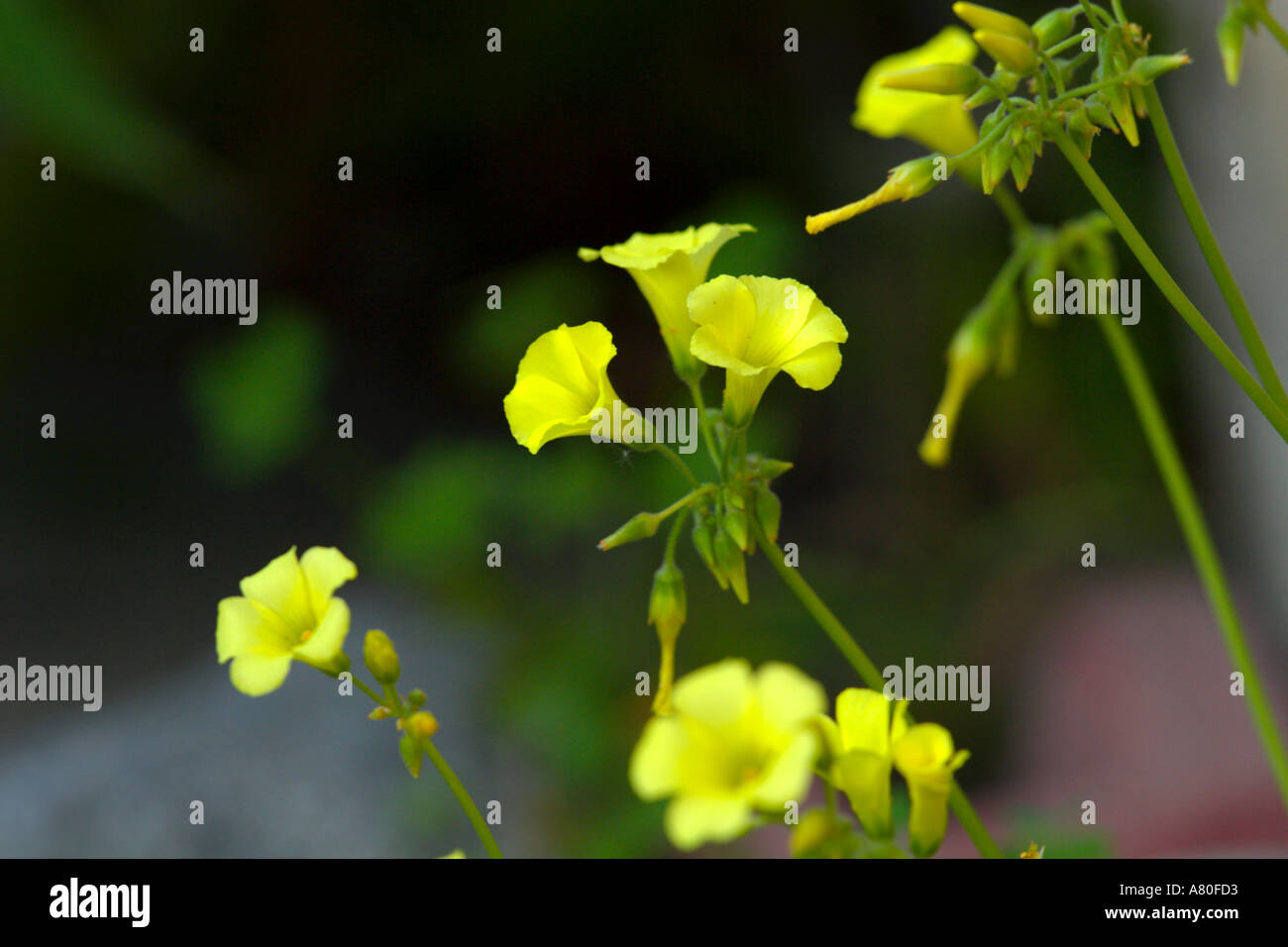 Bermuda botanical garden hi-res stock photography and images - Alamy