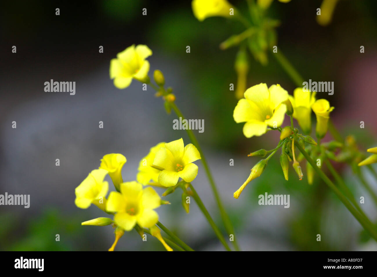 Bermuda buttercup flower hi-res stock photography and images - Alamy