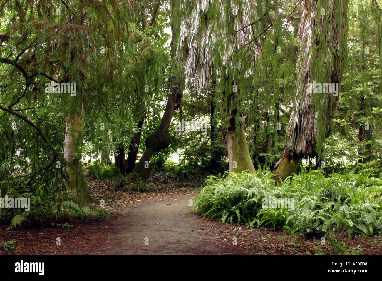 Path Through Woods Stock Photo - Alamy