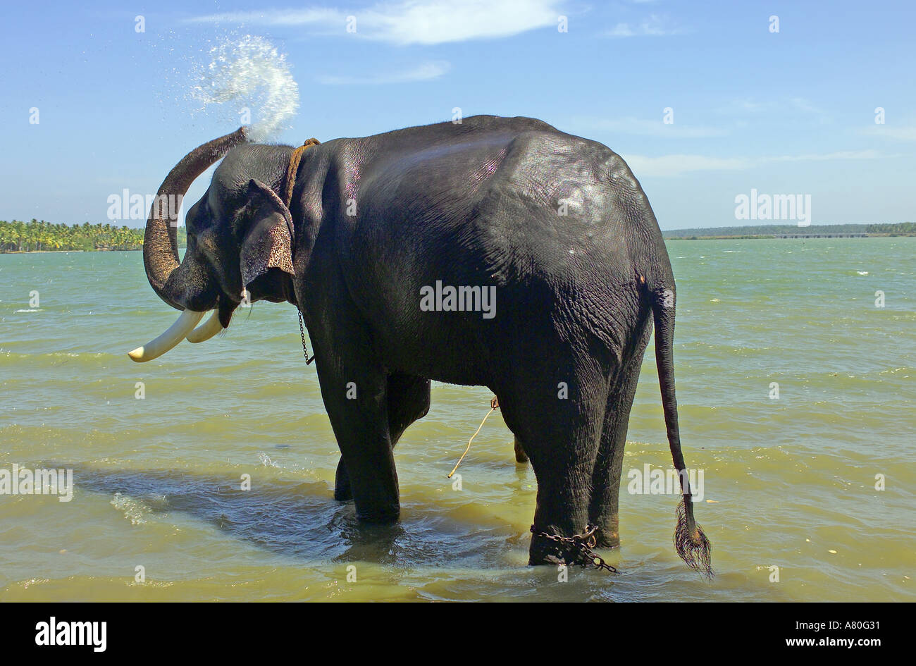 Kerala, Elephant Washing Itself Stock Photo - Alamy