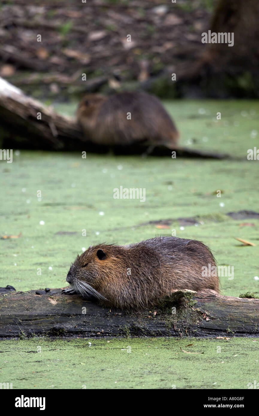 Myocastor coypus united states hi-res stock photography and images - Alamy