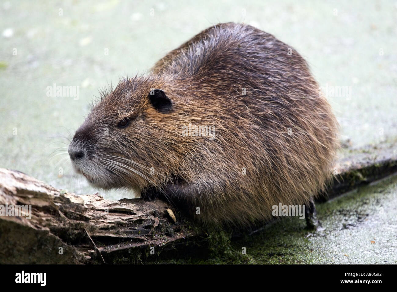 Nutria Myocastor coypus Stock Photo - Alamy