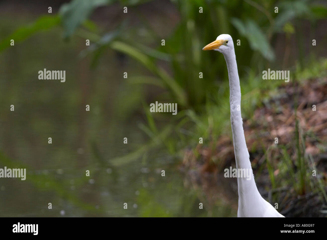 Great Egret with an out stretched neck standing in a swamp Stock Photo ...
