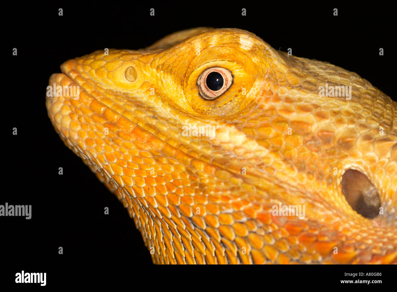 Bearded dragon detail hi-res stock photography and images - Alamy