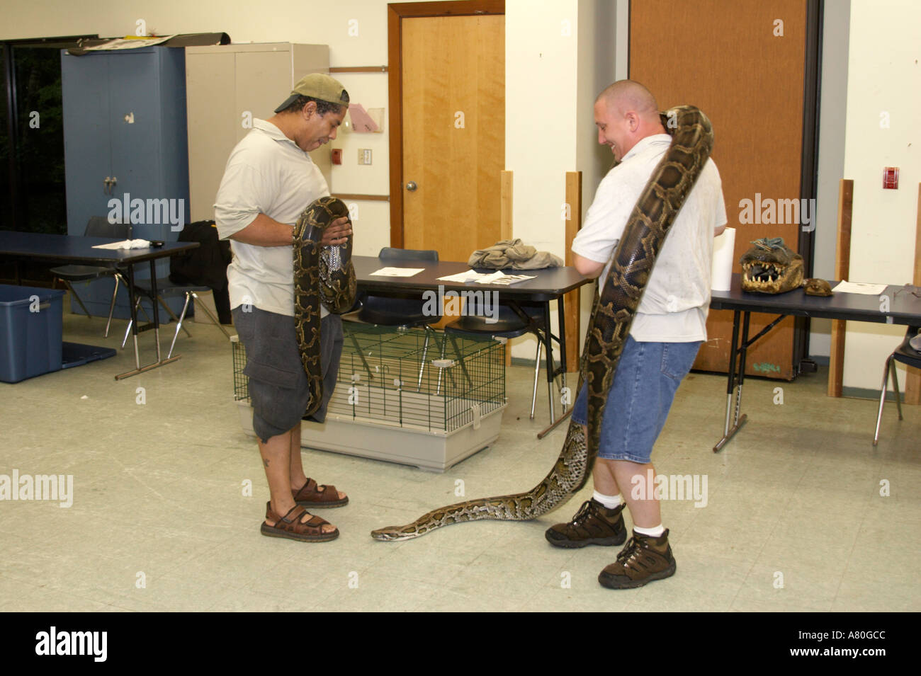 Snake owners showing their Burmese pythons Stock Photo - Alamy