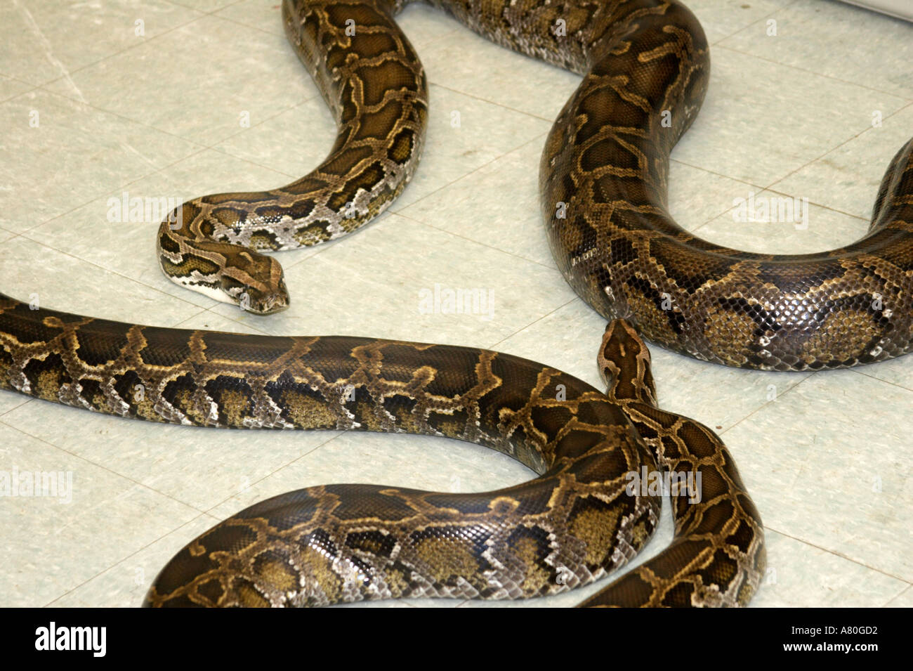 Burmese pythons on a tile floor Stock Photo - Alamy