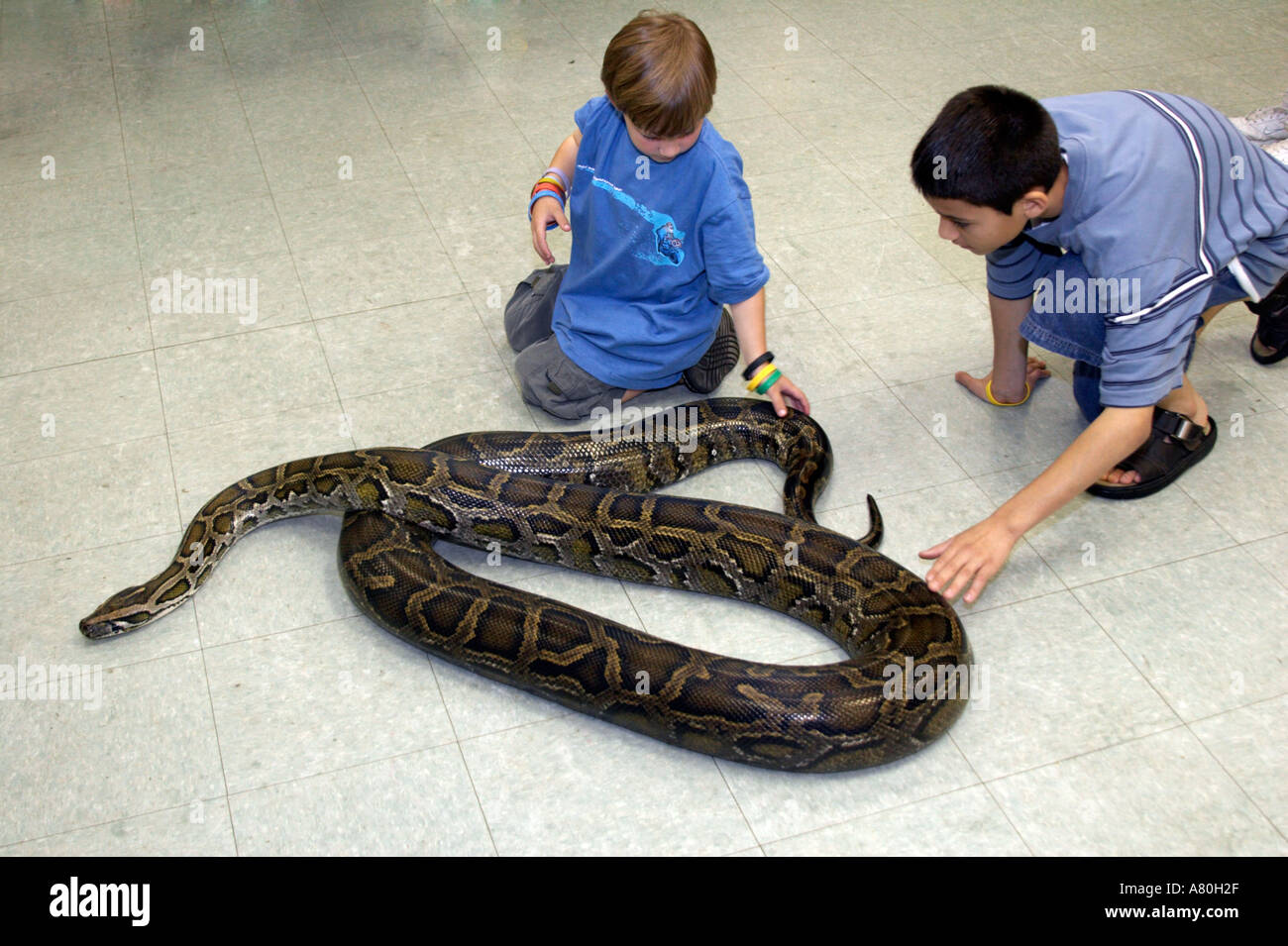 Children examine a burmese python on the floor during an exhibit Stock ...