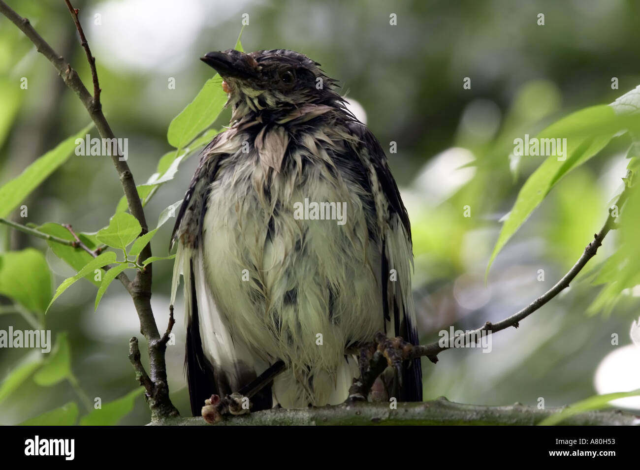 A mockingbird suffering from avian pox Stock Photo - Alamy