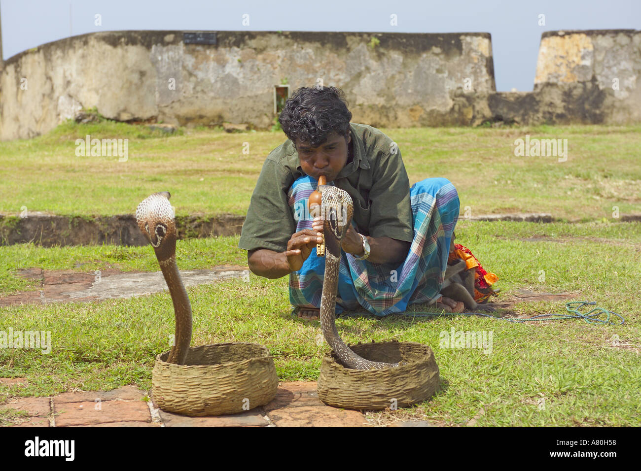 Snakes of sri lanka hi-res stock photography and images - Alamy