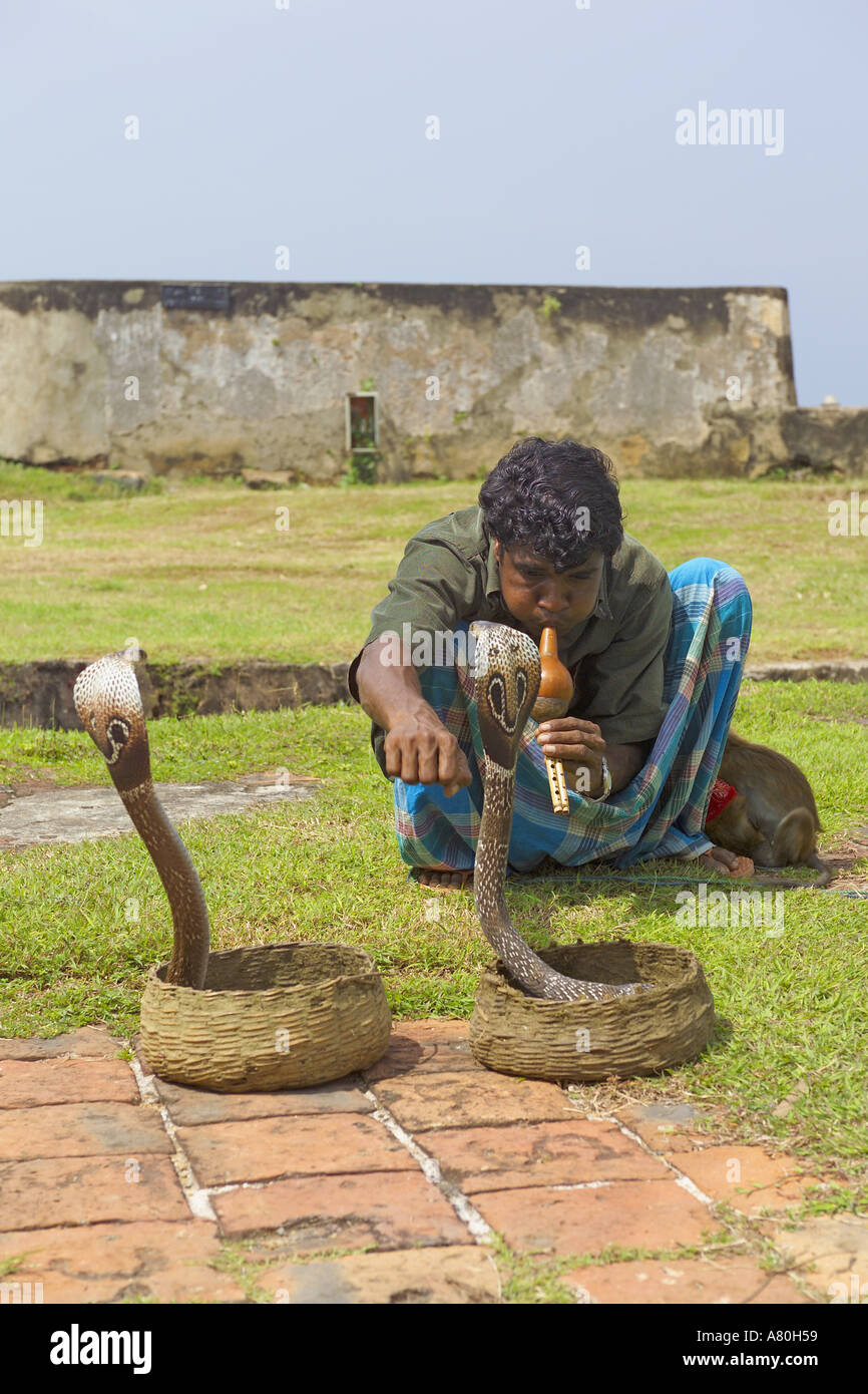 Snakes sri lanka hi-res stock photography and images - Alamy