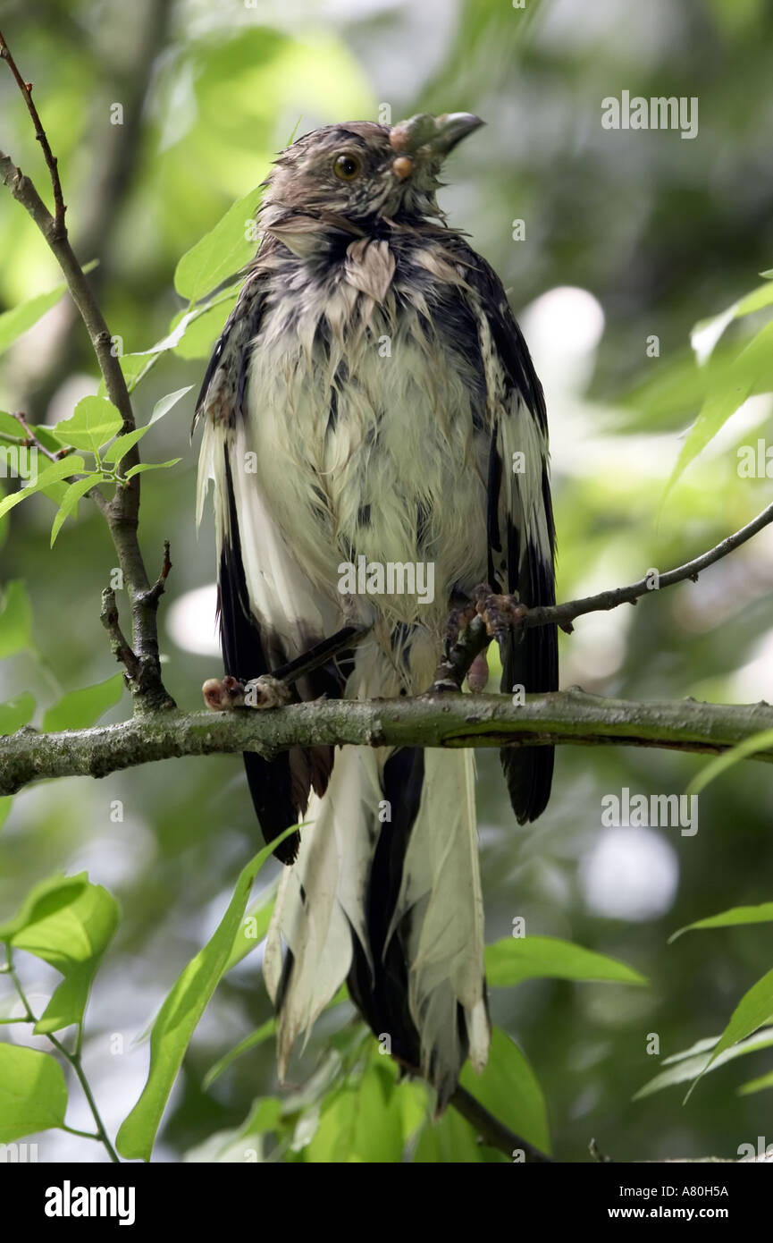 Avipoxvirus hi-res stock photography and images - Alamy